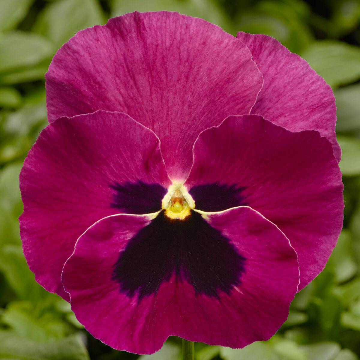 Viola X wittrockiana Rose Blotch Pansy | SiteOne