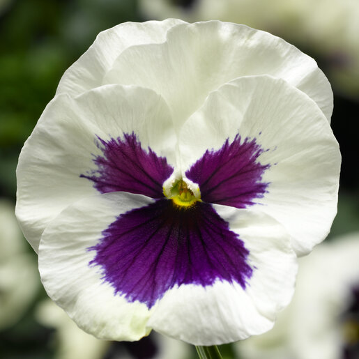 Viola X Wittrockiana White Blotch Pansy | SiteOne US