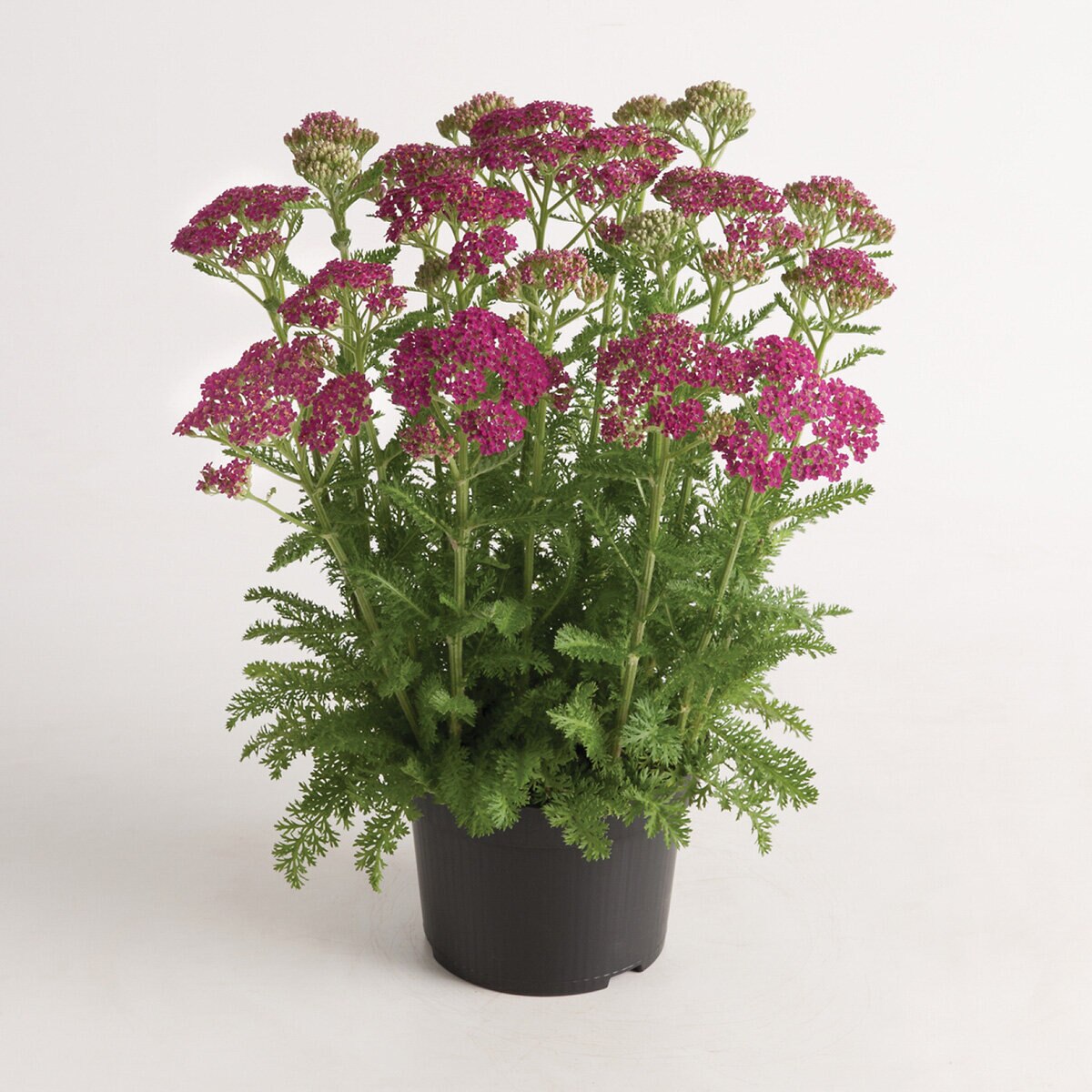 Achillea Millefolium Milly Rock Rose Yarrow | SiteOne