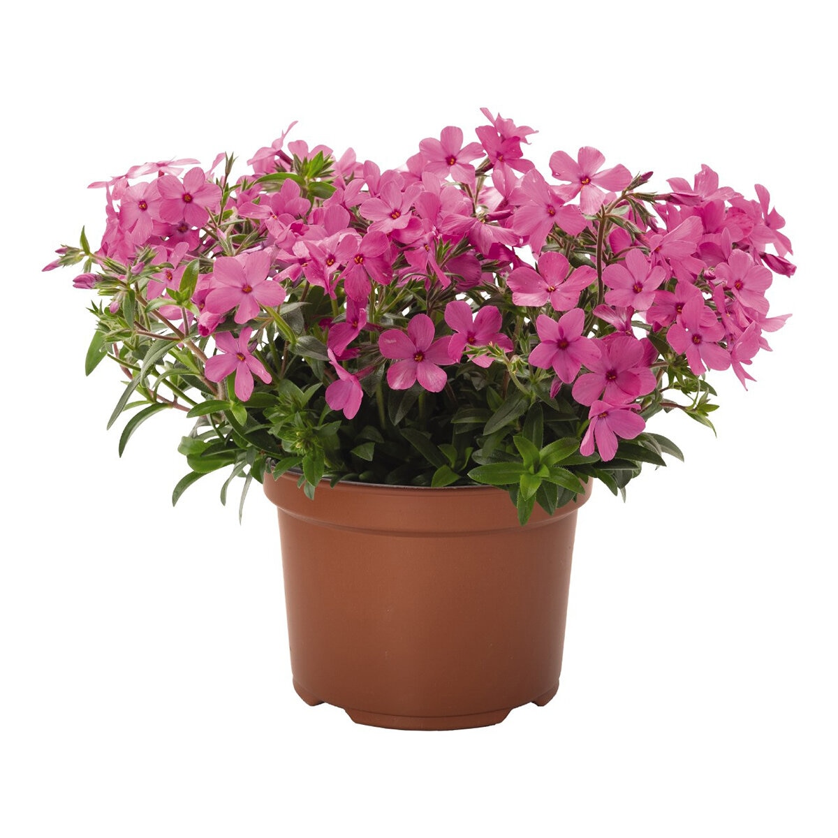 Phlox X Woodlander Pink Creeping Phlox | SiteOne US