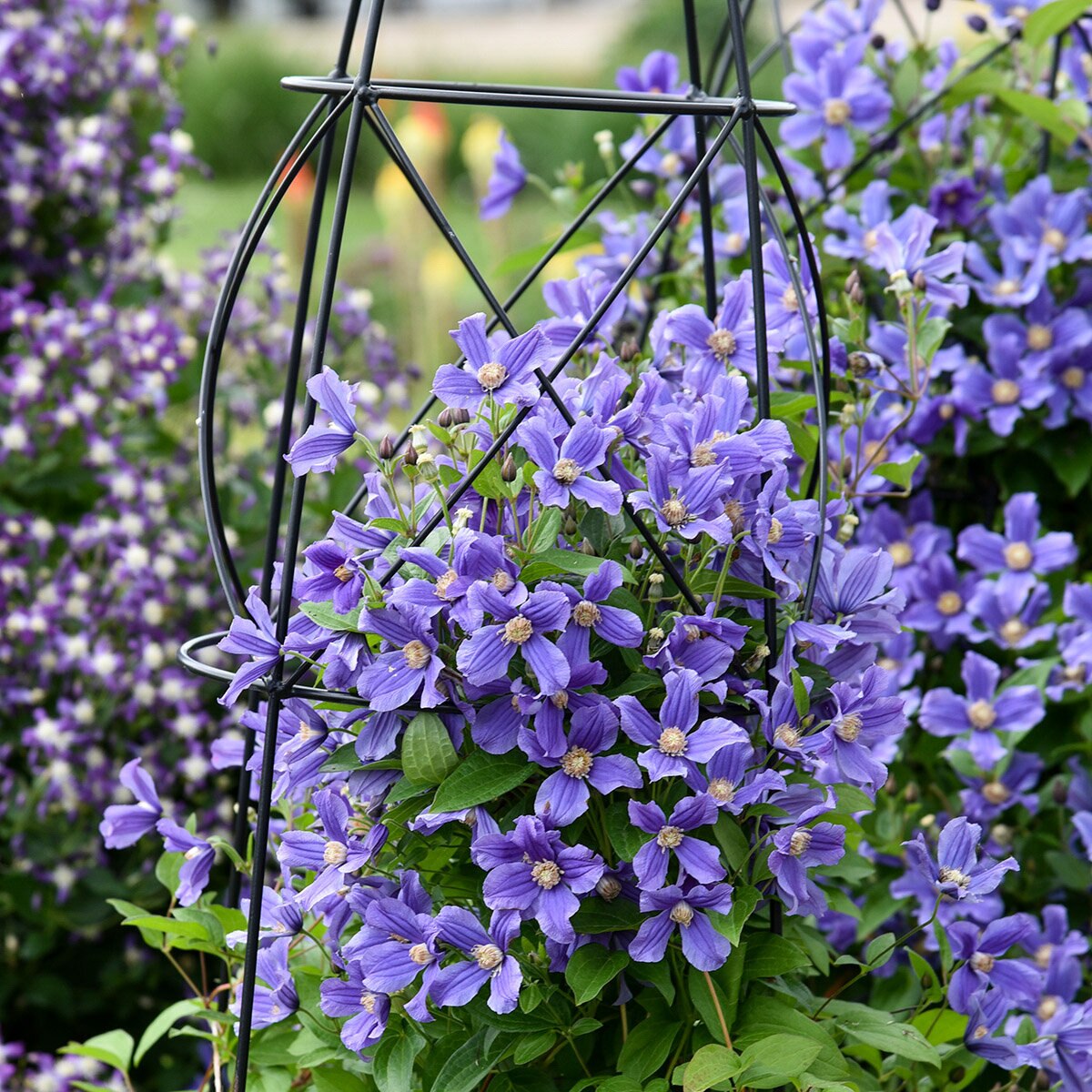 Clematis X Rain Dance Bush Clematis | SiteOne US