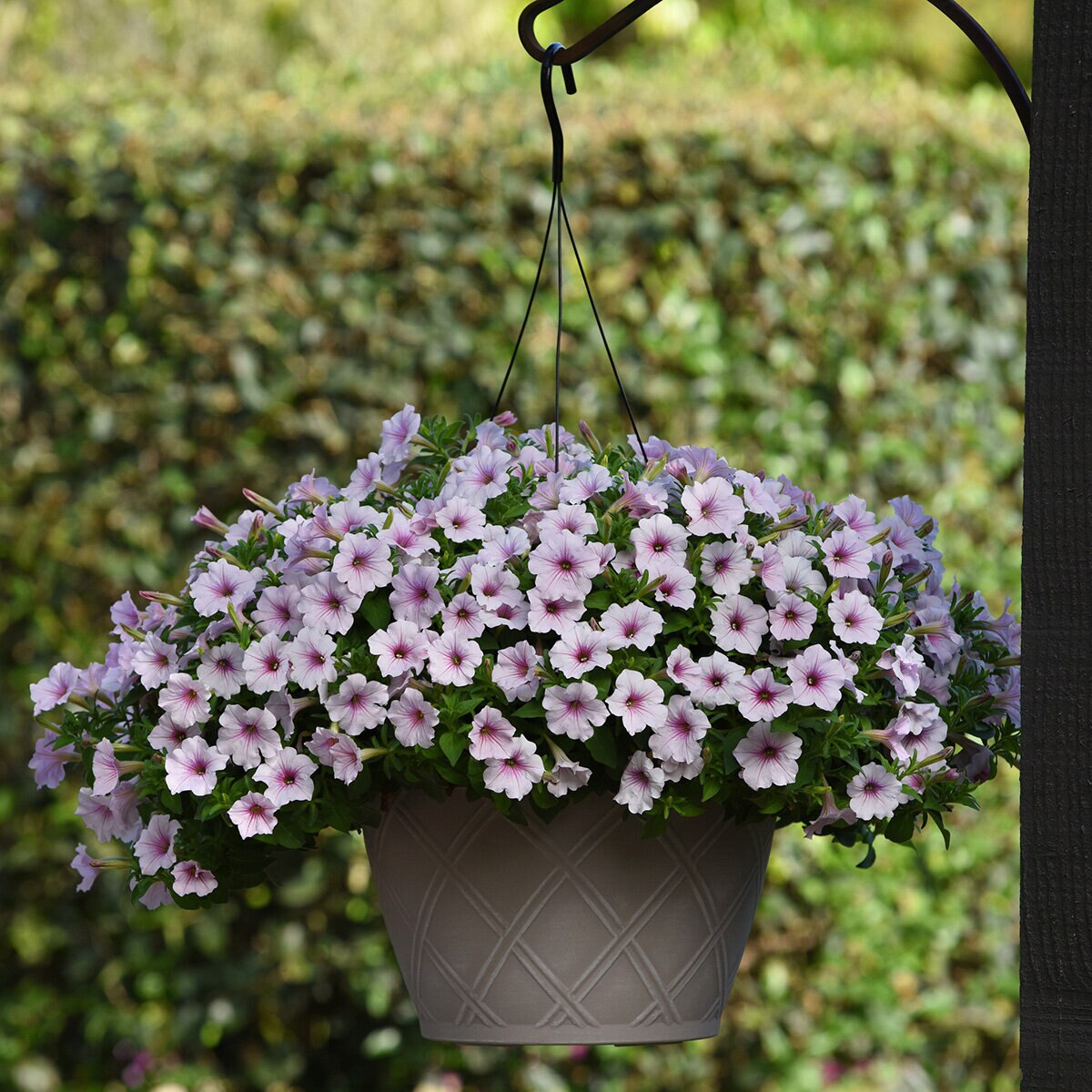 Petunia x hybrida ColorRush Pink Vein Petunia | SiteOne US