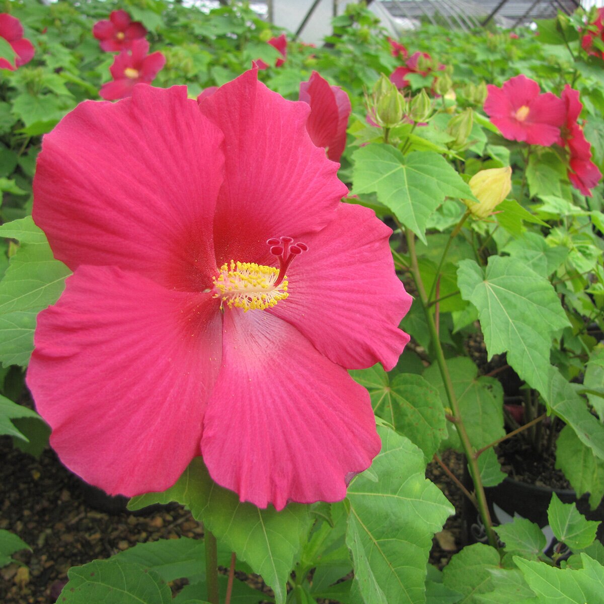 Hibiscus X Big Hit Red Hardy Hibiscus | SiteOne US
