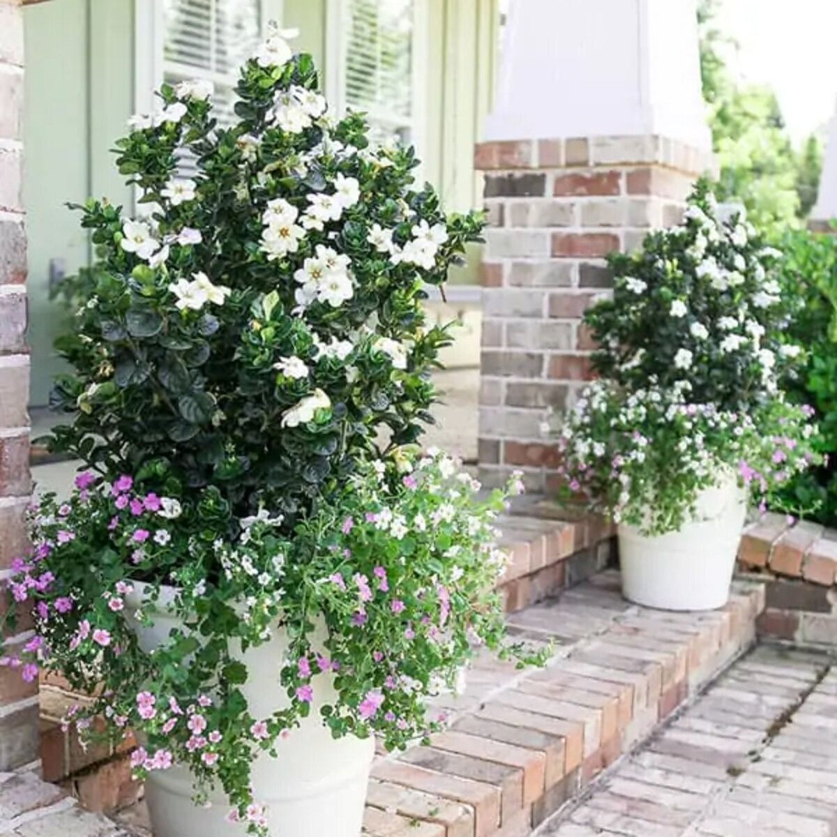 Gardenia X Diamond Spire Cape Jasmine | SiteOne US