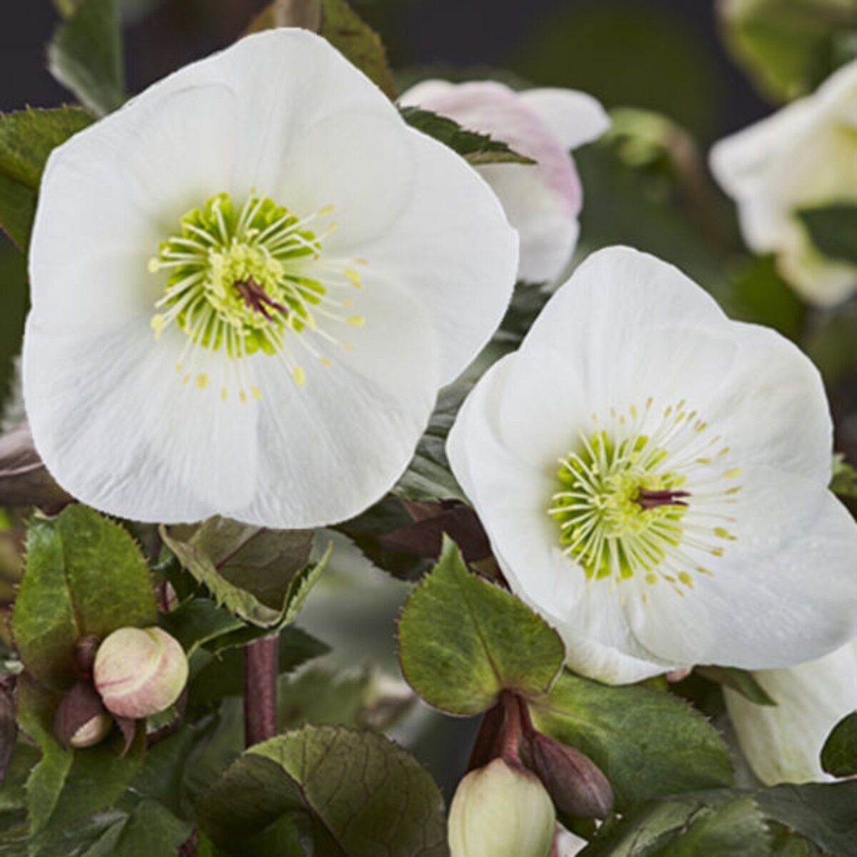 Helleborus X Glandorfensis HCG Ice N Roses Bianco Lenten Rose | SiteOne US