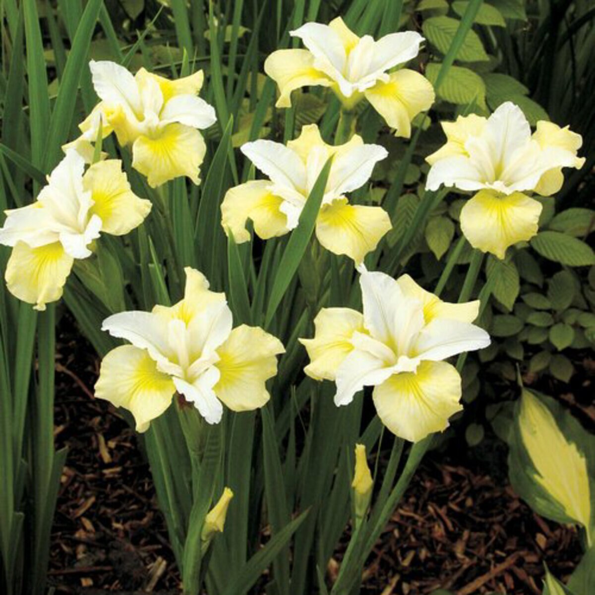 Iris Sibirica Moon Silk Siberian Iris | SiteOne US