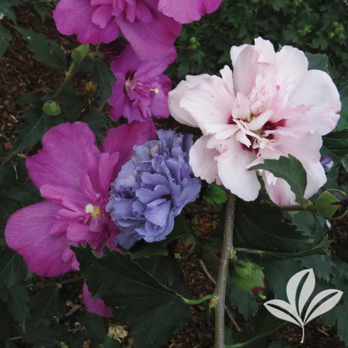 Hibiscus Syriacus Smoothie Fusion Rose of Sharon | SiteOne US