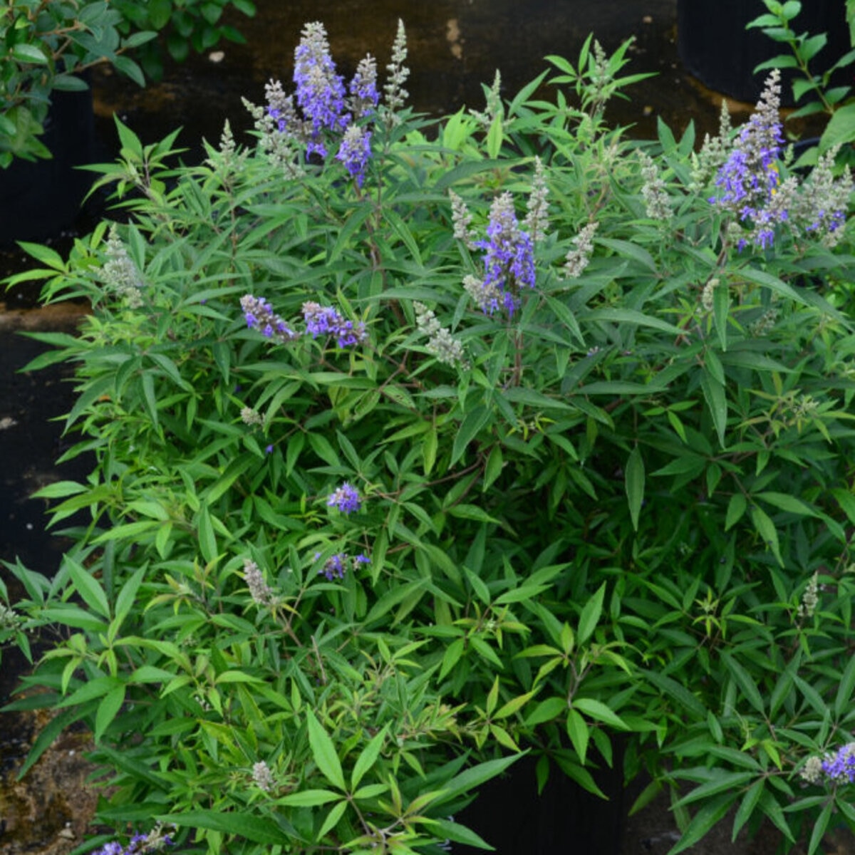 Vitex Agnus-Castus Blue Puffball Chastetree | SiteOne US
