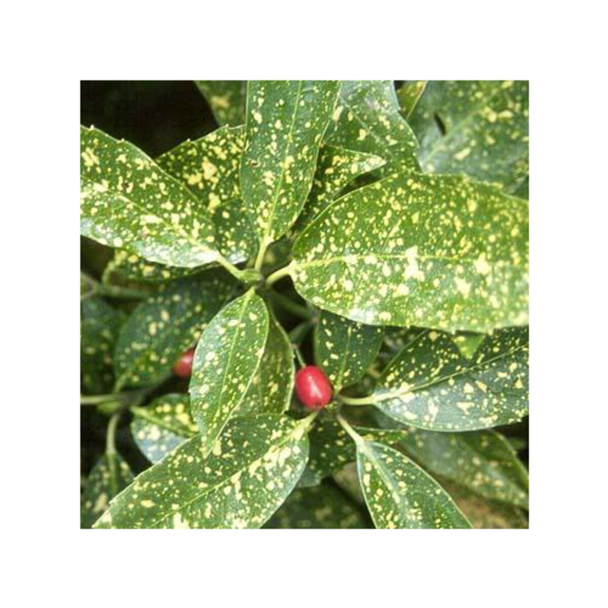Aucuba Japonica Variegata Nana Dwarf Variegated Spotted Laurel | SiteOne US