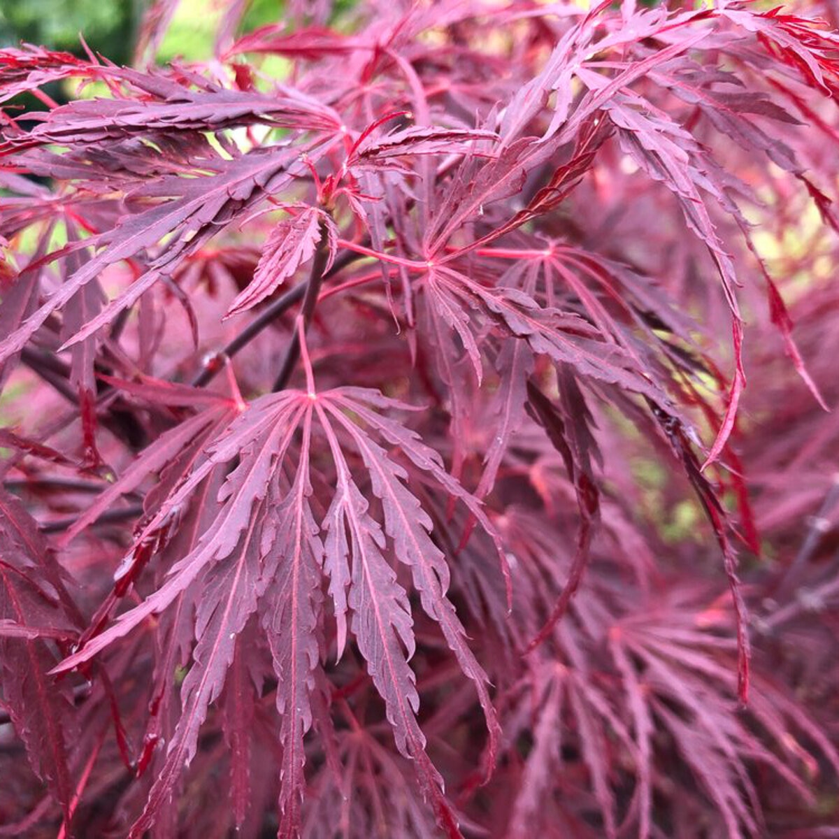 Acer Palmatum var. Dissectum Viridis Cutleaf Japanese Maple | SiteOne US