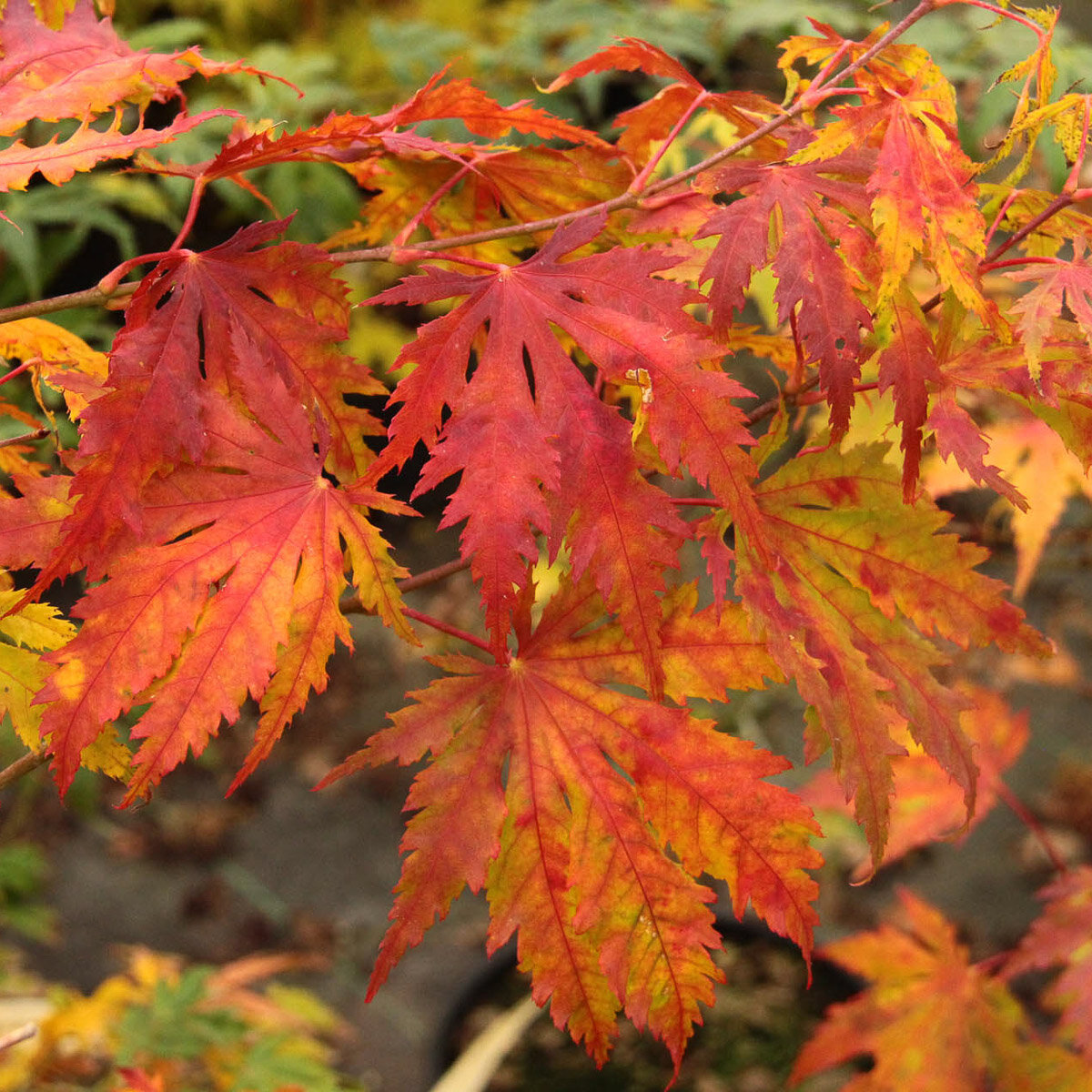 Acer Palmatum Amber Ghost Japanese Maple | SiteOne US