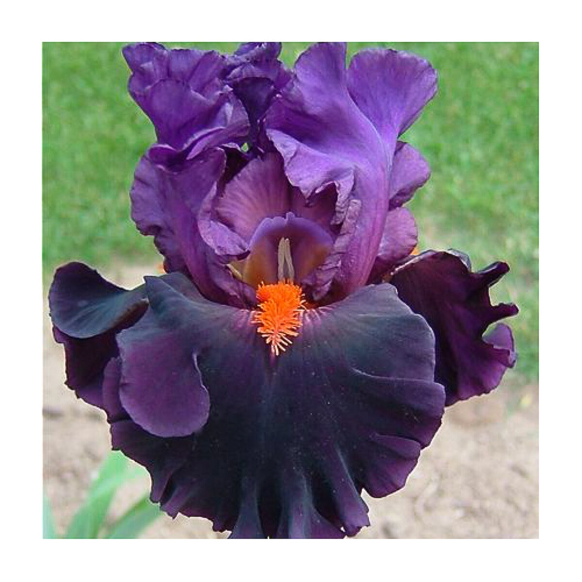 Iris Germanica Sharp Dressed Man Tall Bearded Iris | SiteOne US