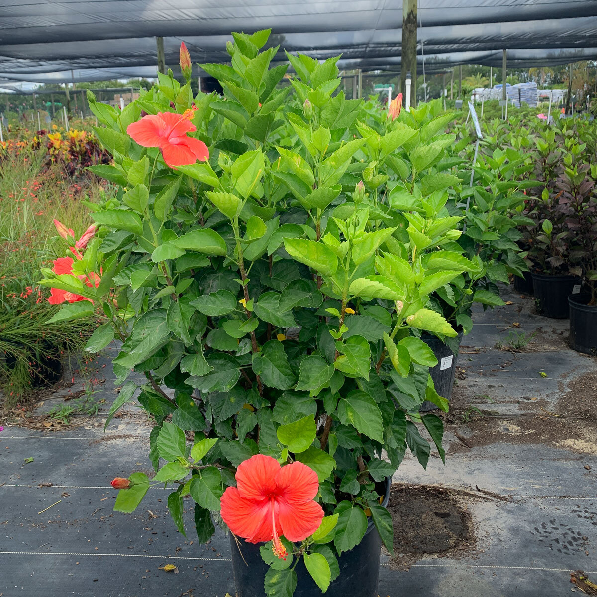Hibiscus rosa-sinensis President's Red Chinese Hibiscus | SiteOne US