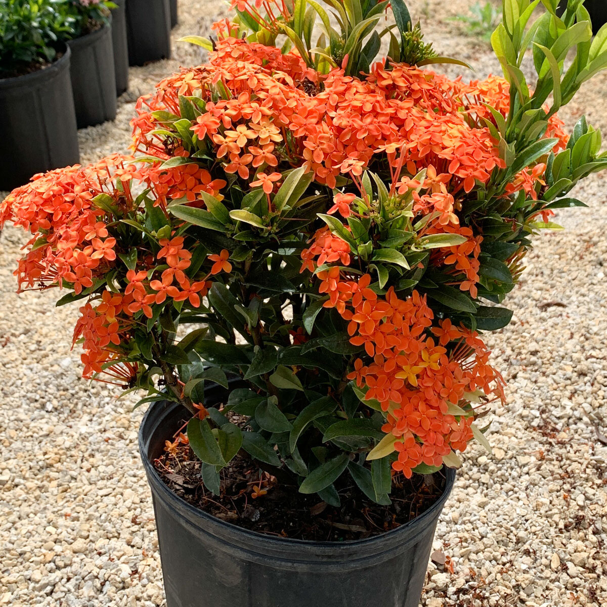 Ixora X Petite Orange Ixora | SiteOne US