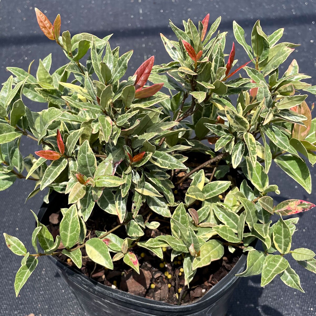Trachelospermum Jasminoides Variegatum Variegated Confederate Jasmine ...