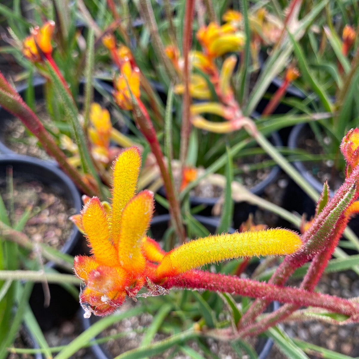 Anigozanthos X Bush Gems Bush Tenacity Kangaroo Paws | SiteOne