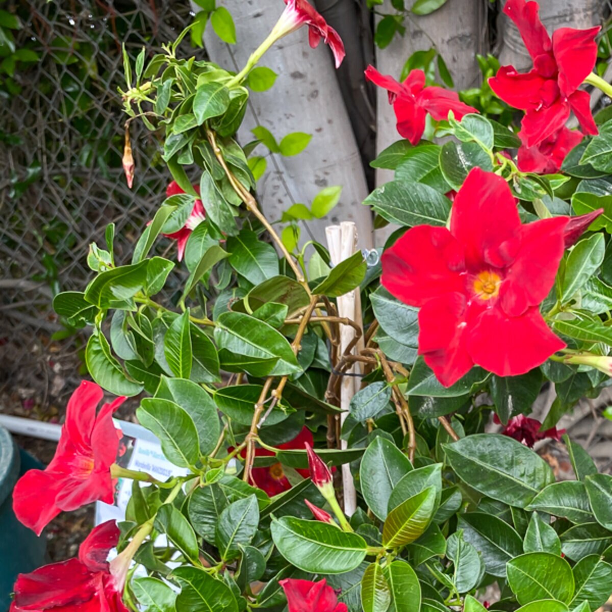 Mandevilla X Sunvilla Giant Red Mandevilla | SiteOne US