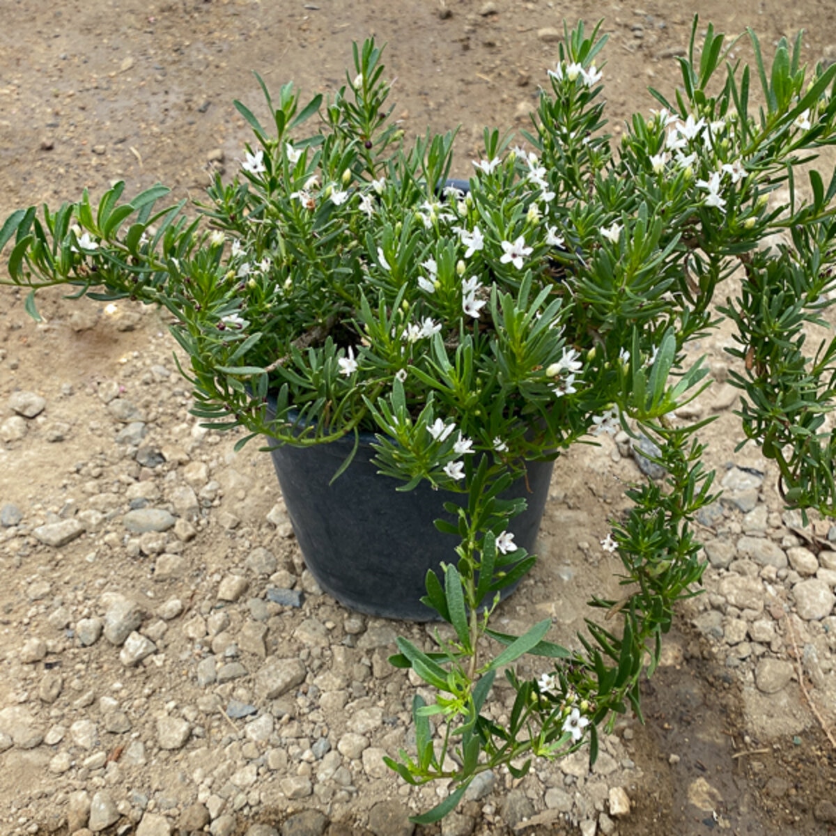 Myoporum Parvifolium White Creeping Boobialla | SiteOne US