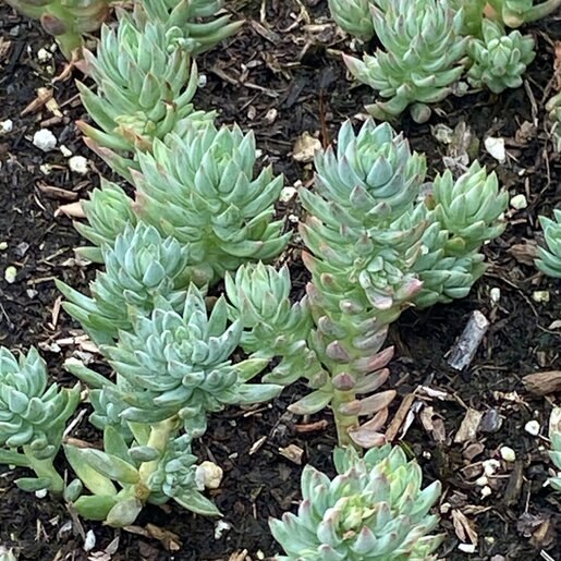 sedum reflexum native range
