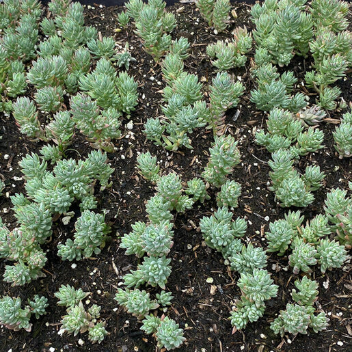 sedum reflexum native range