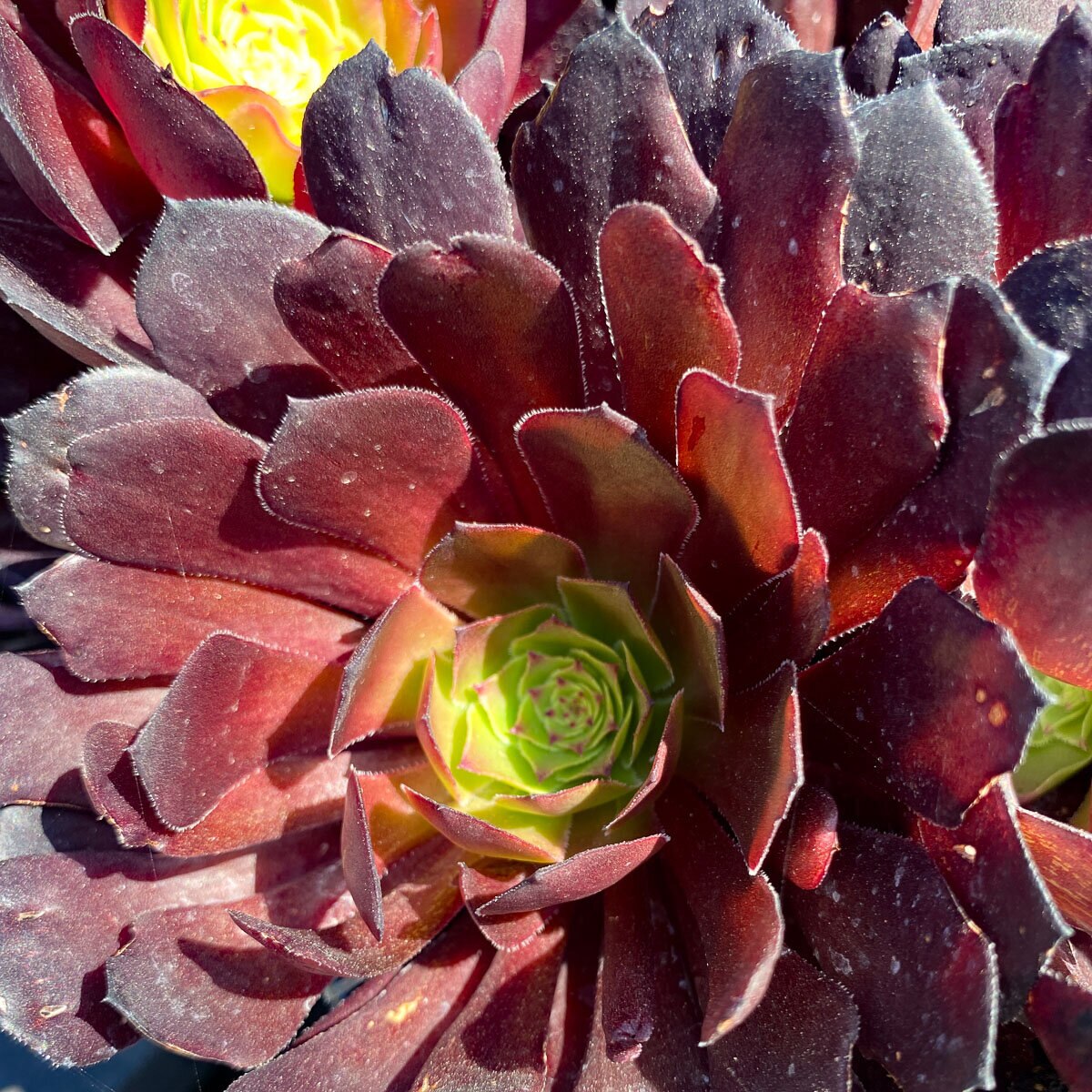 Aeonium Aboreum Silk Pinwheel Tree Houseleeks | SiteOne