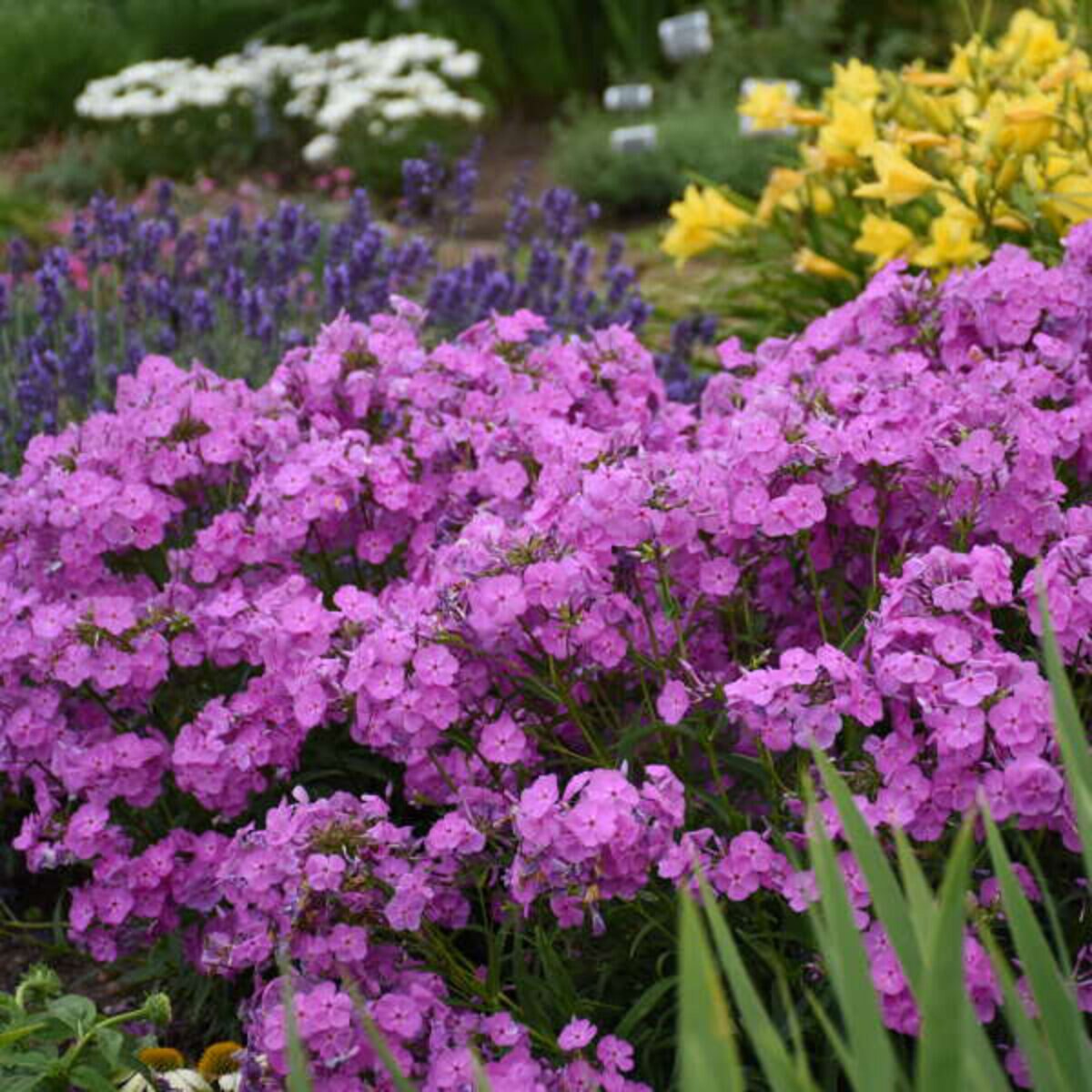 Phlox X Magenta Pearl Phlox | SiteOne