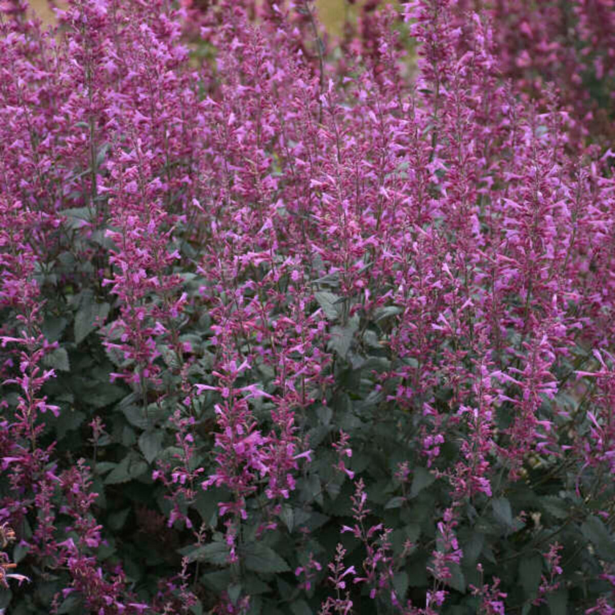 Agastache Aurantica Raspberry Daiquiri Hyssop | SiteOne US