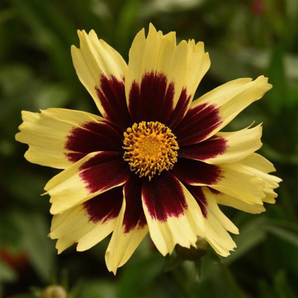 Coreopsis X Hybrida Super Star Tickseed | SiteOne US