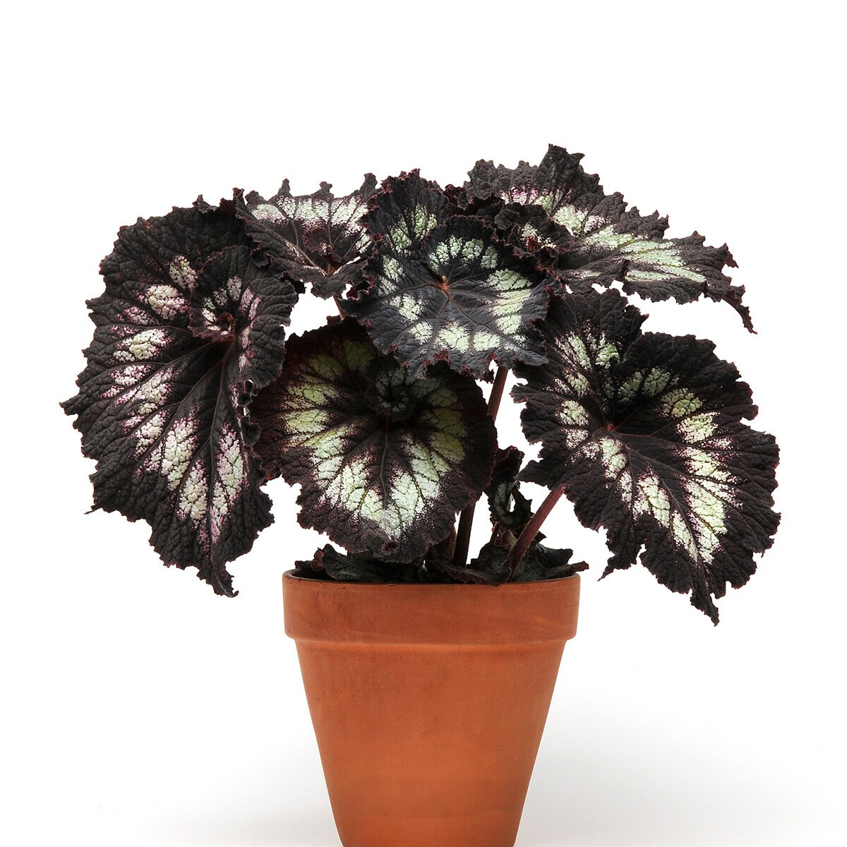 Begonia X Jurassic Silver Swirl Rex Begonia | SiteOne