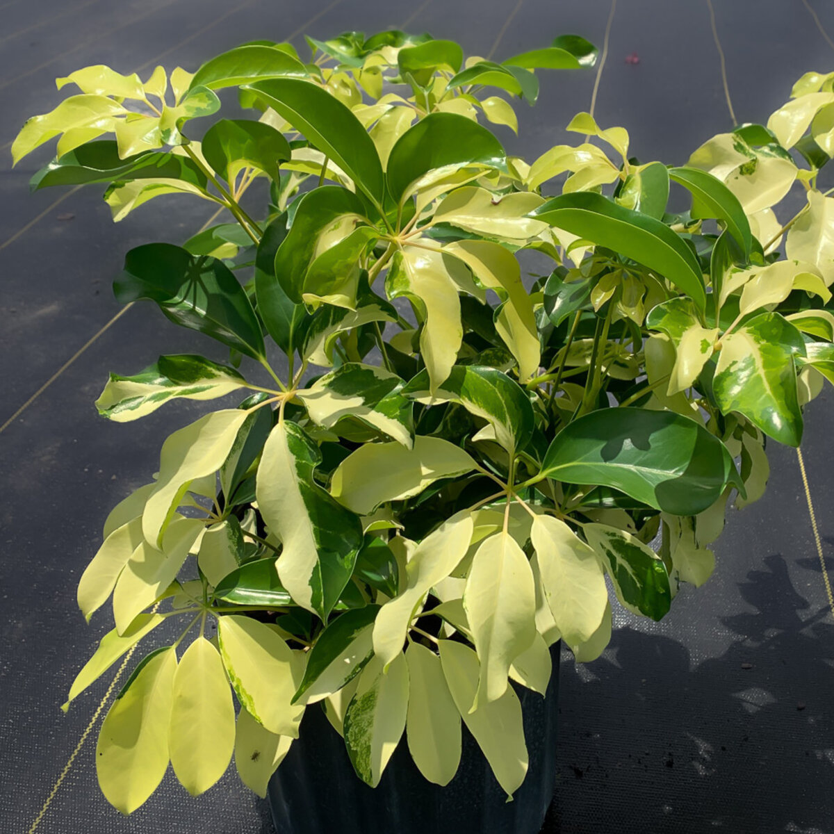 Schefflera Arboricola Dazzle Umbrella Plant | SiteOne US