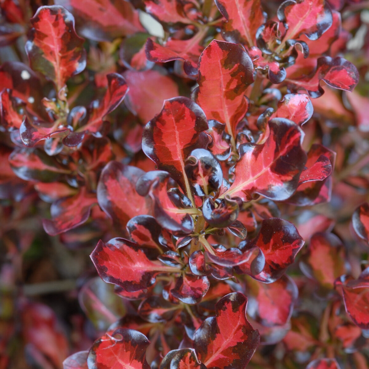 Coprosma Repens Pacific Sunset Mirror Plant | SiteOne US