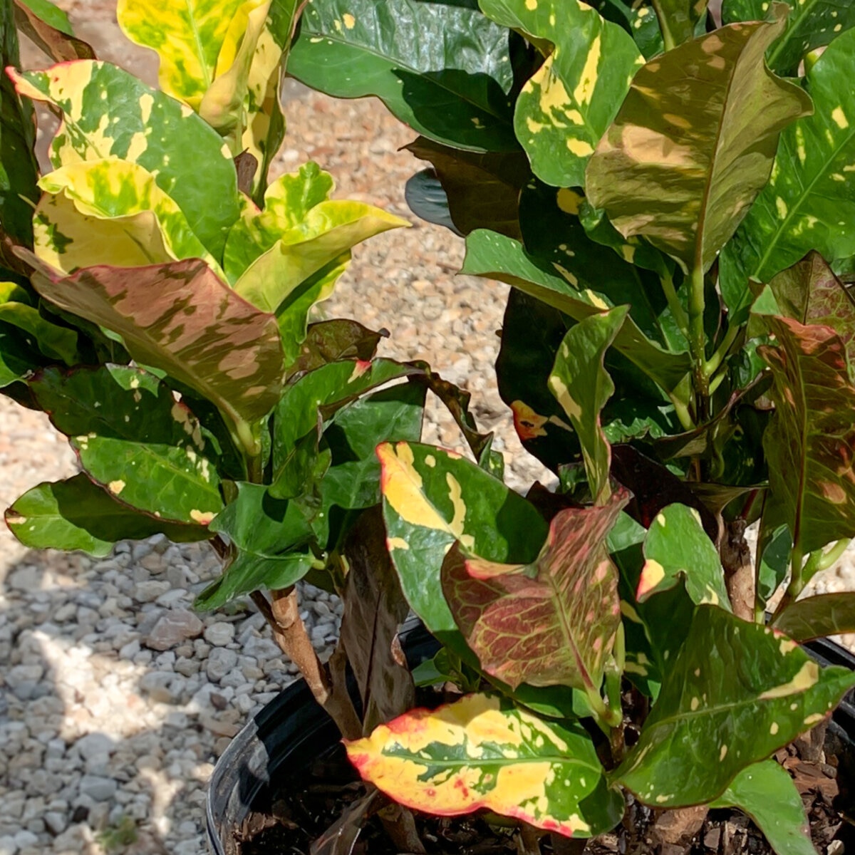 Codiaeum Variegatum Magnificent Croton | SiteOne US