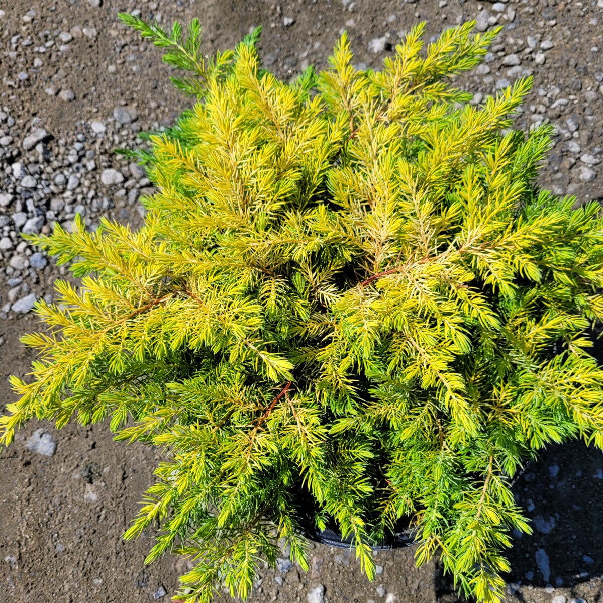Juniperus Conferta All Gold Shore Juniper | SiteOne US