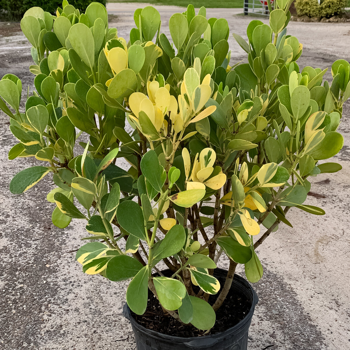 Clusia Rosea Variegata Autograph Tree | SiteOne US