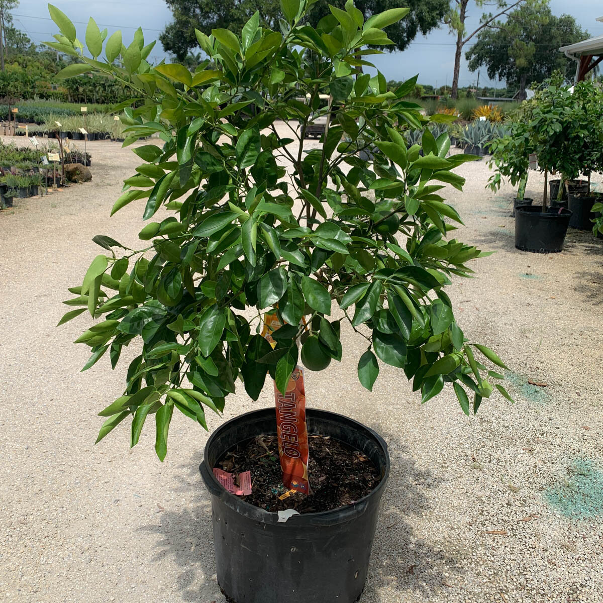 Citrus Tangelo Minneola Tangelo | SiteOne