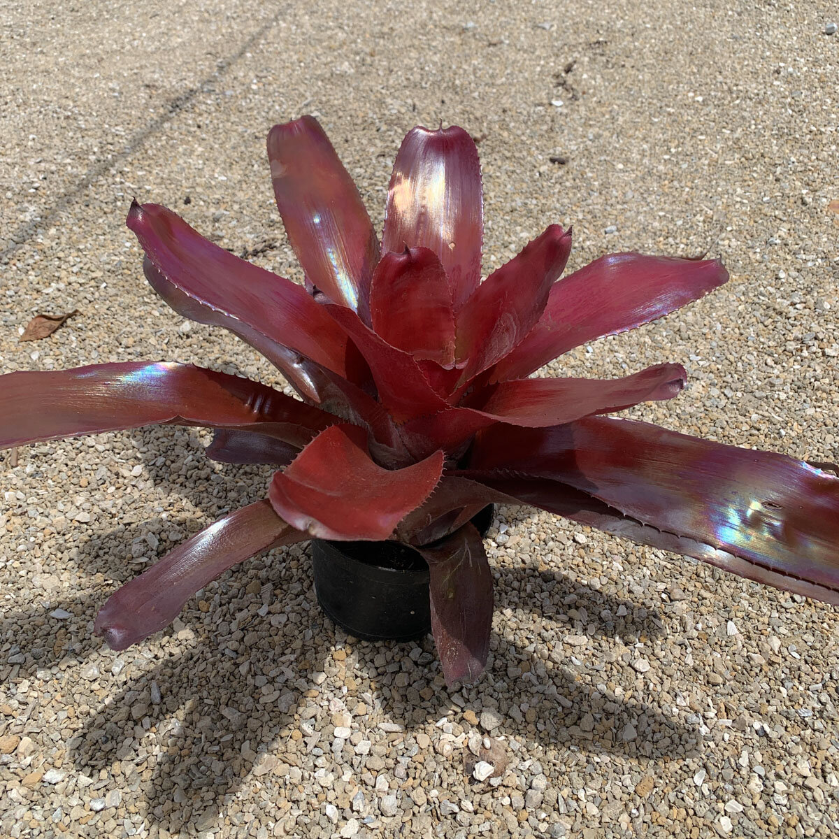 Neoregelia X Avalon Bromeliad | SiteOne US