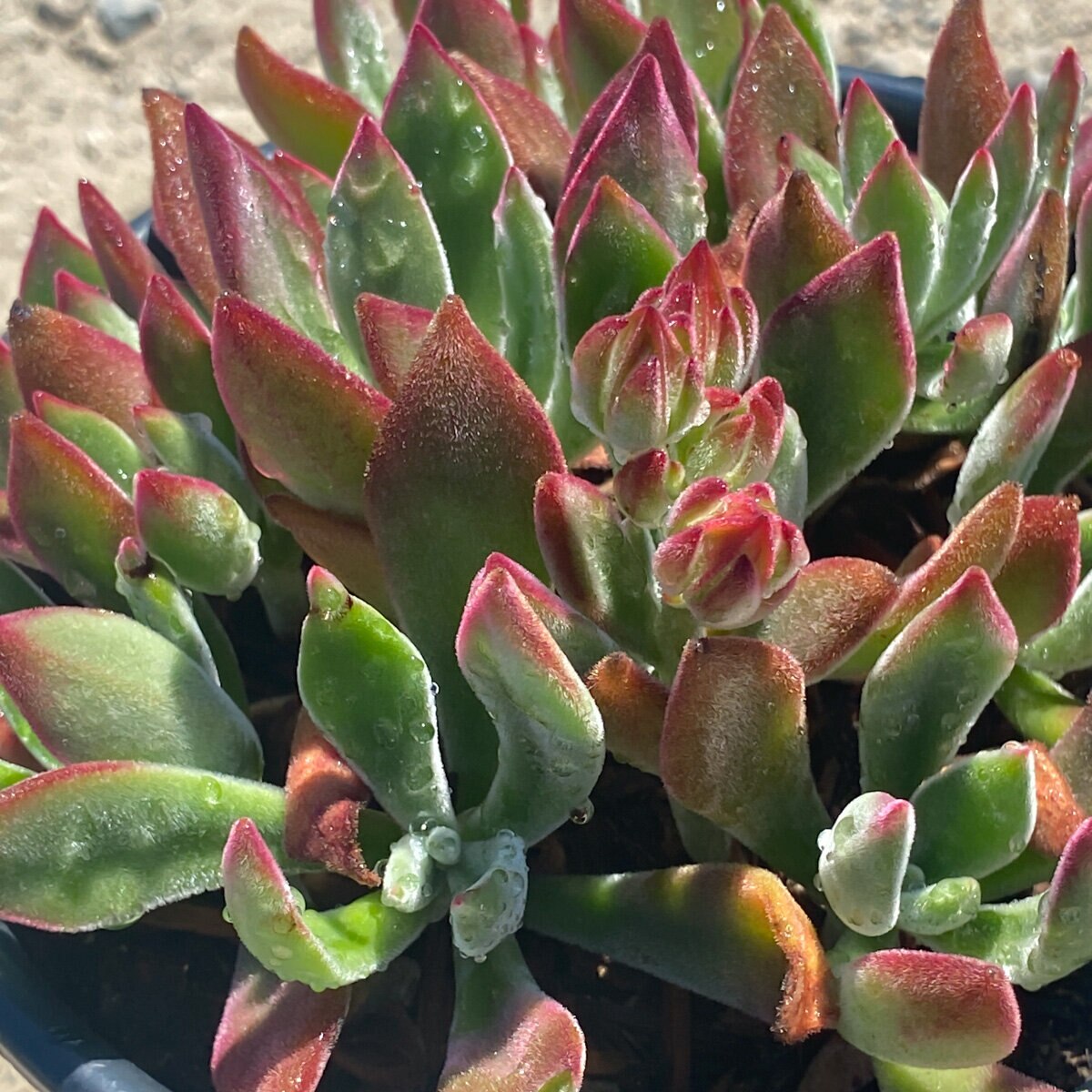 Echeveria Harmsii Red Velvet Hen and Chicks | SiteOne