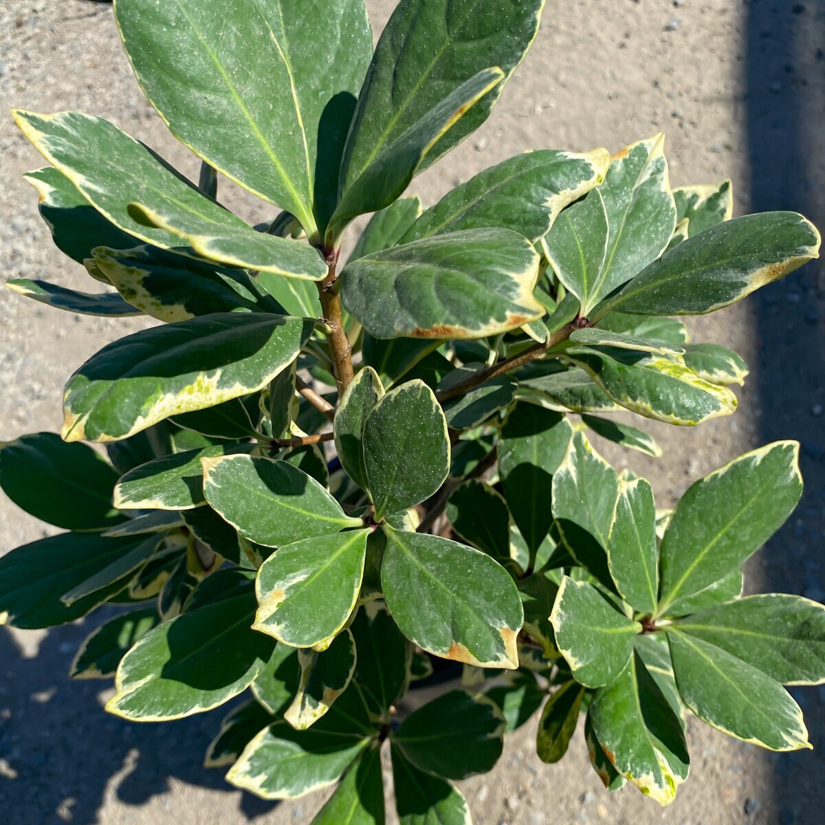 Conocarpus Laevigata Variegata Variegated New Zealand Laurel | SiteOne