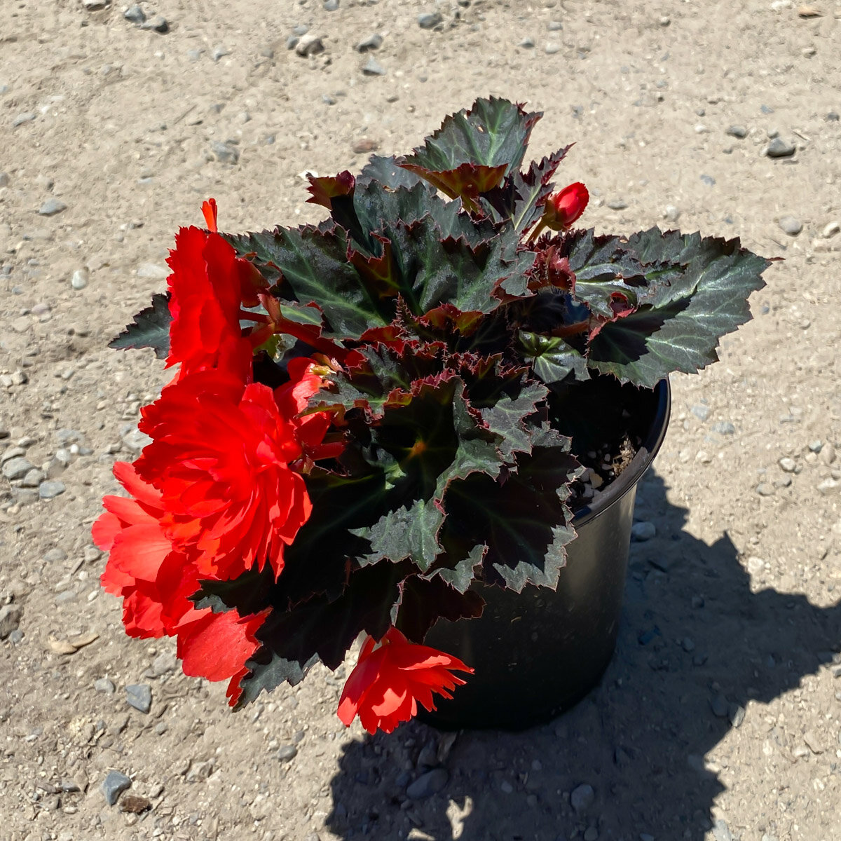 Begonia Encore Wax Begonia | SiteOne US