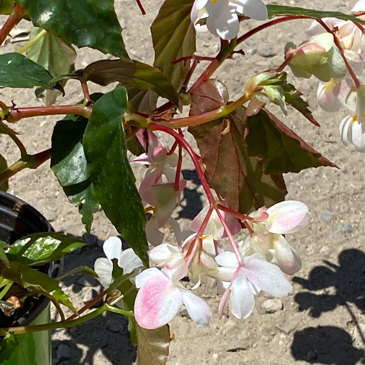 Pentas Lanceolata Kaleidoscope Appleblossom Egyptian Star Flower | SiteOne
