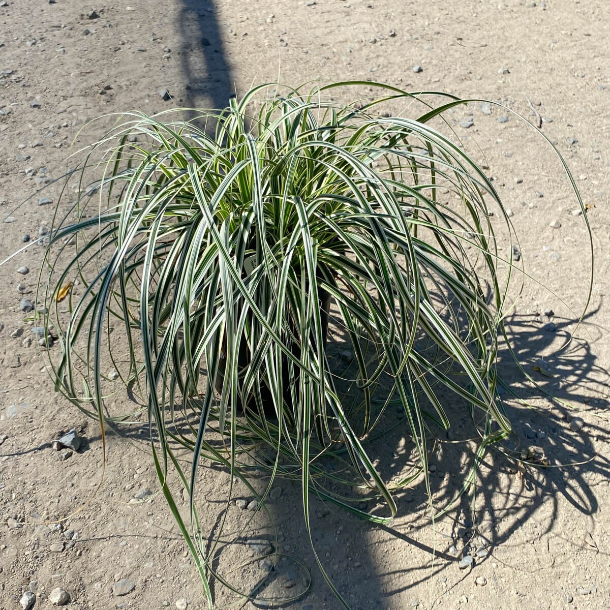 Carex oshimensis Feather Falls Japanese Sedge | SiteOne US