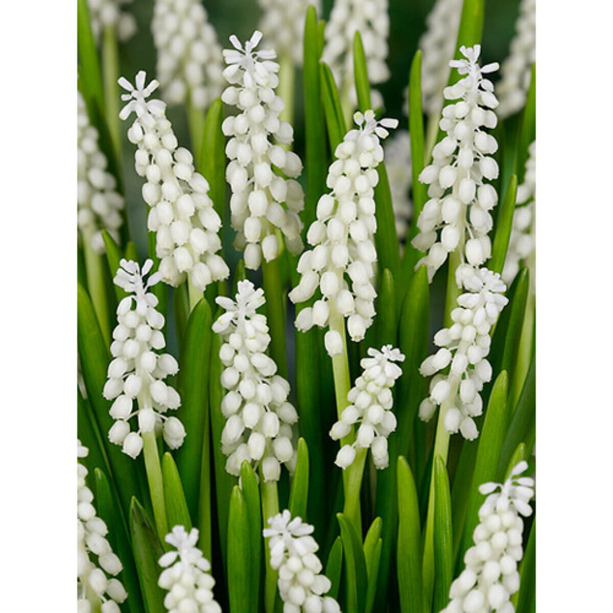 Muscari Bulb Botryoides Album Grape Hyacinth | SiteOne US