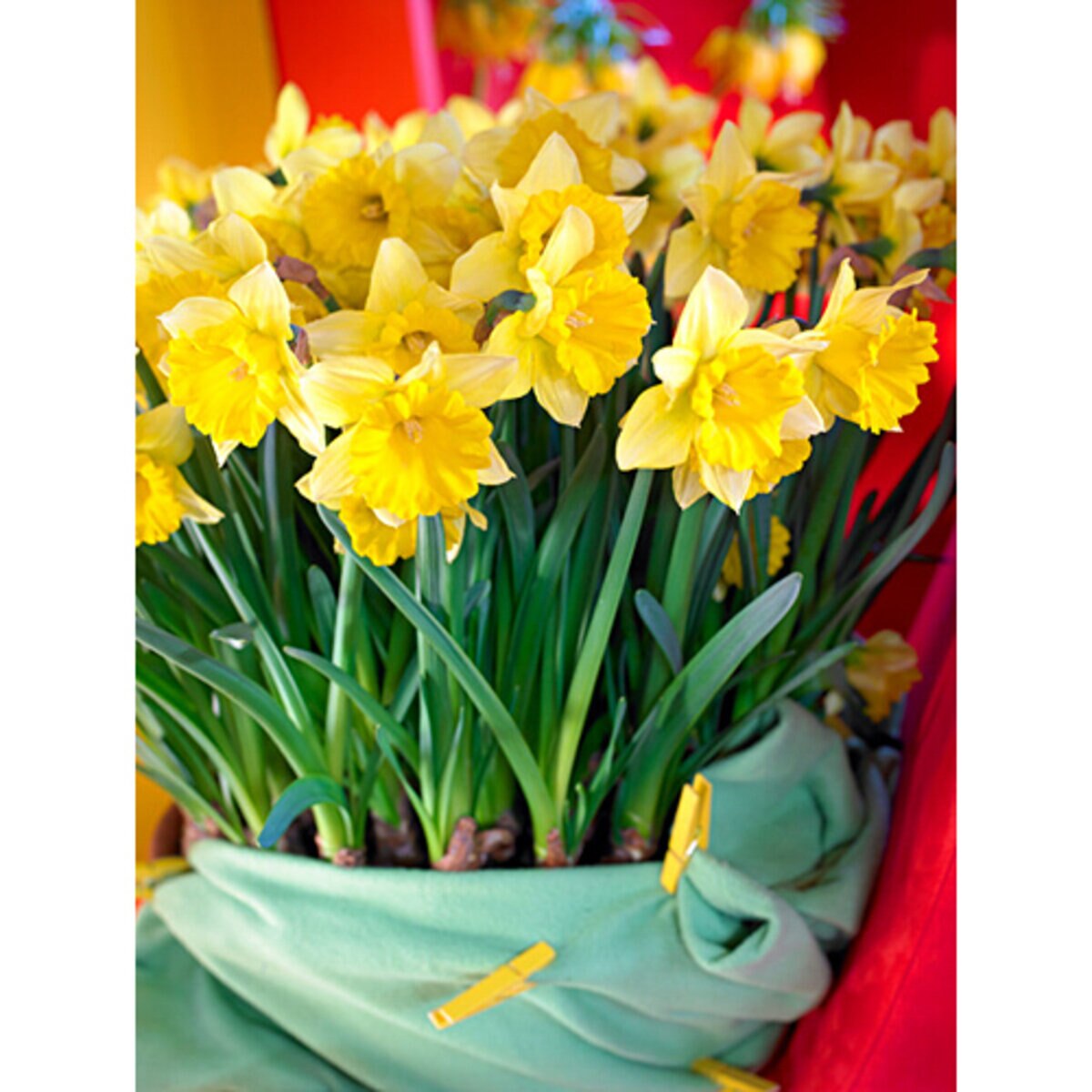 Narcissus Bulb Large Cup Camelot Daffodil | SiteOne