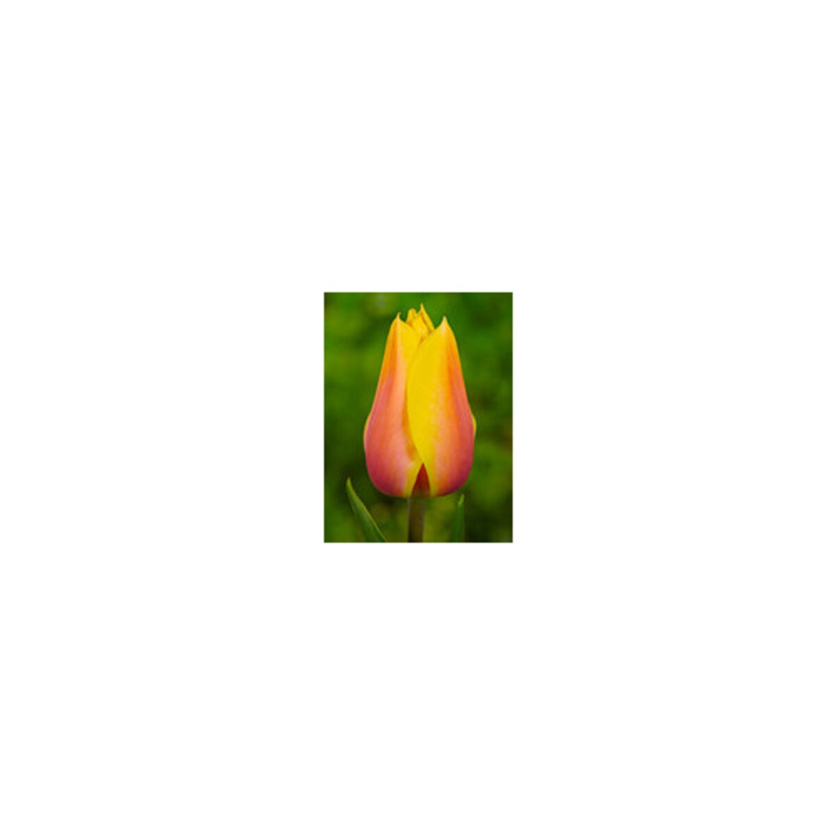 Tulipa Bulb Single Late Blushing Beauty Tulip | SiteOne