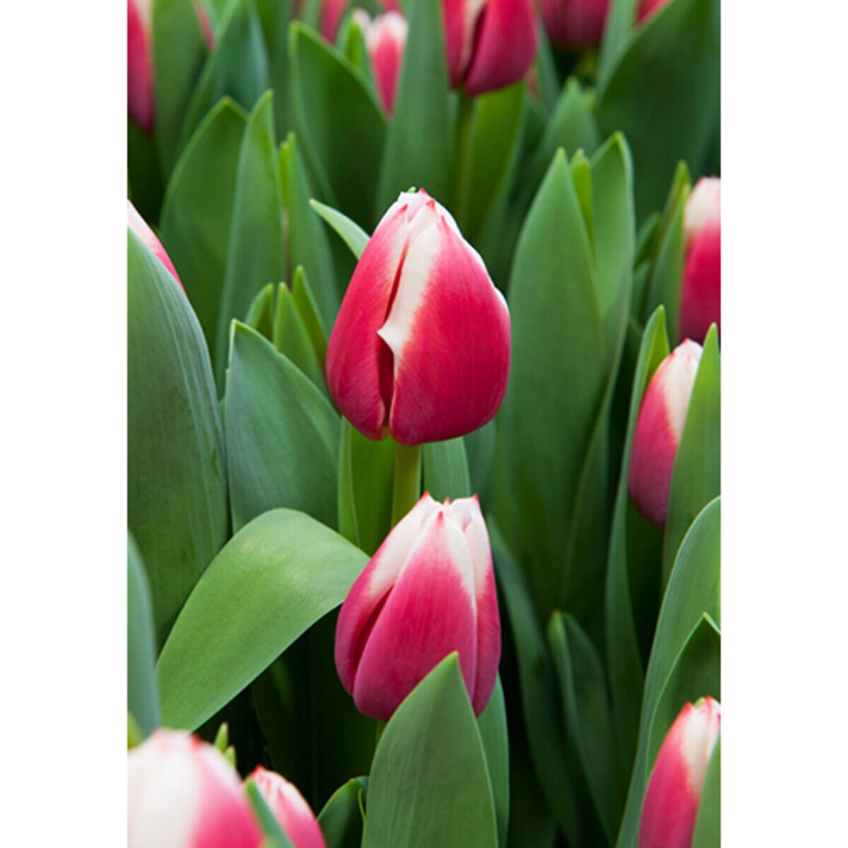 Tulipa Bulb Triumph Dutch Design Tulip | SiteOne