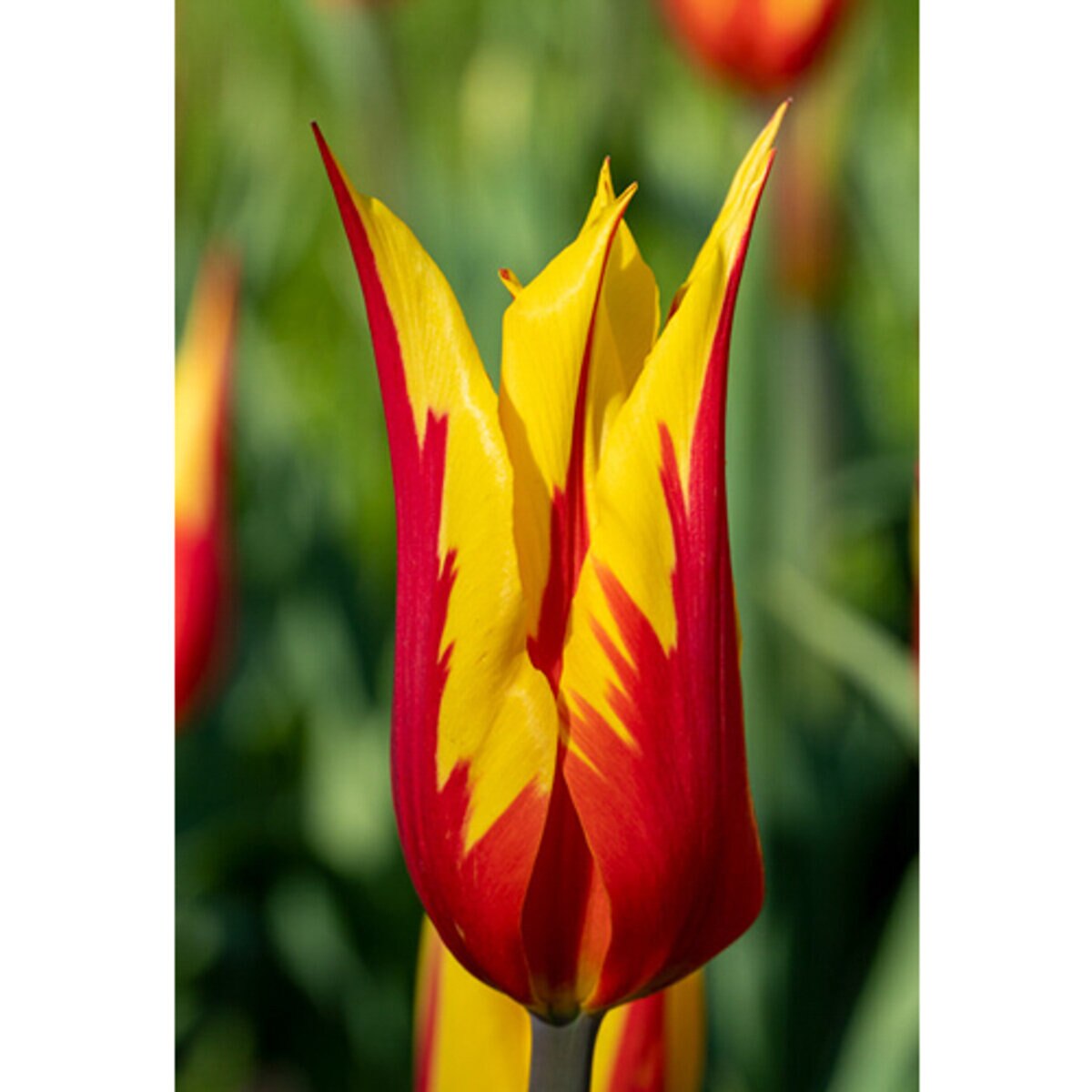 Tulipa Bulb Lily Flowered Fire Wings Tulip | SiteOne US