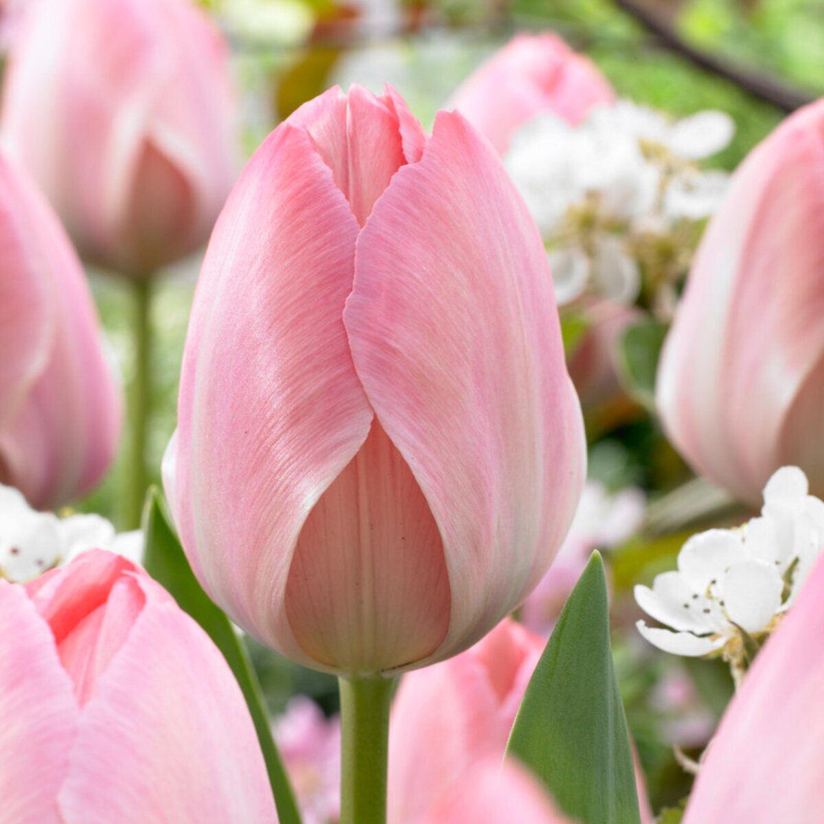 Tulipa Bulb Darwin Hybrid Mystic Van Eijk Tulip | SiteOne US