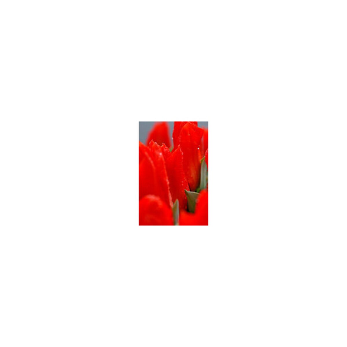 Tulipa Bulb Greggii Red Riding Hood Tulip | SiteOne US