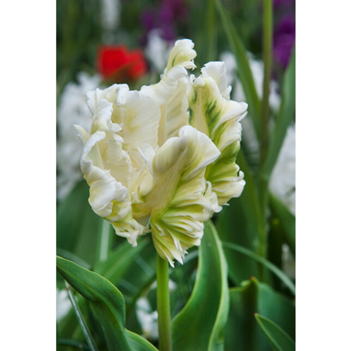 Tulipa Bulb Parrot Super Parrot Tulip | SiteOne US