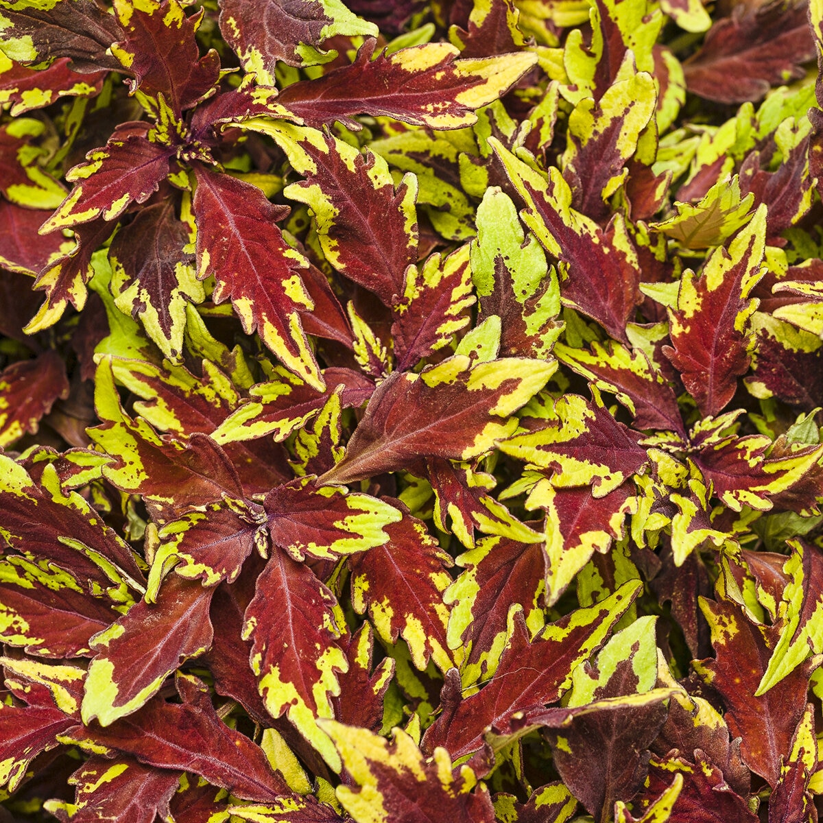 Solenostemon Scutellarioides ColorBlaze Royale Apple Brandy Coleus ...